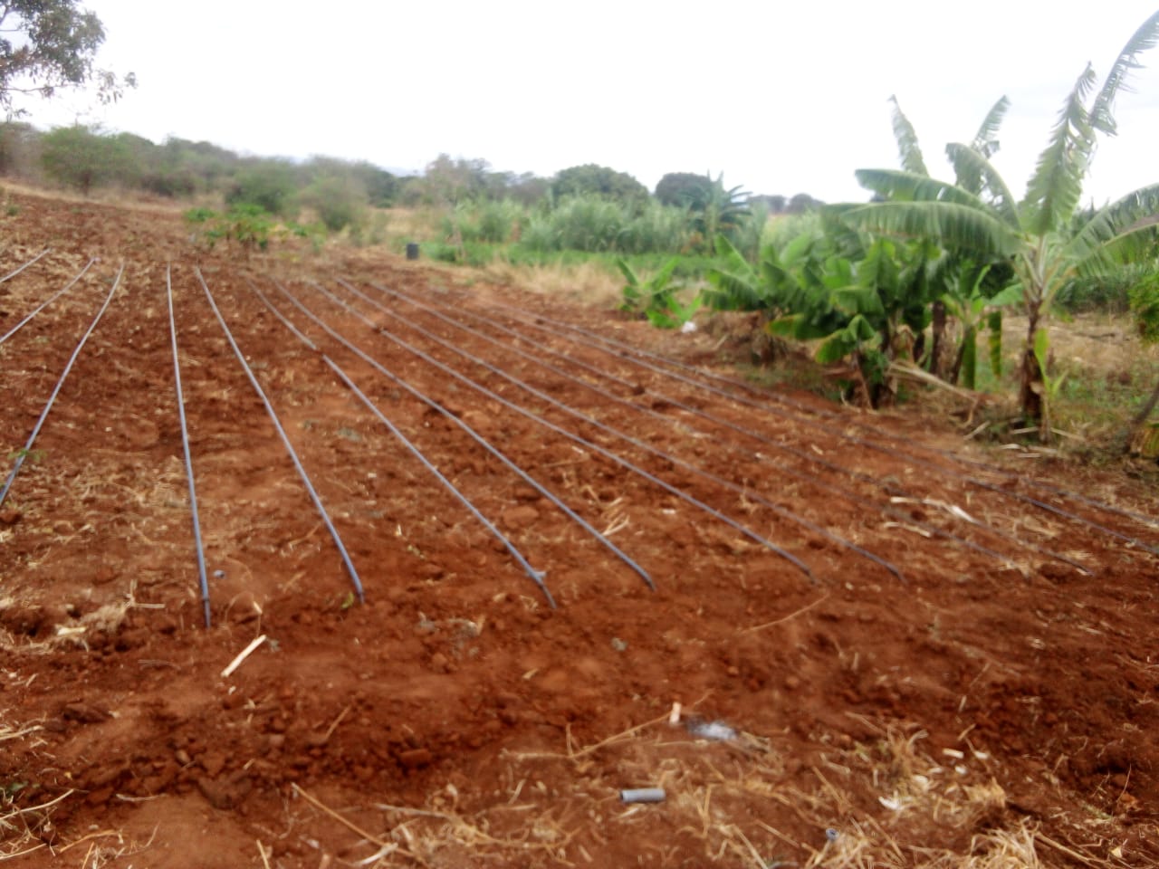 Emali Drip Irrigation Installation - Solargen